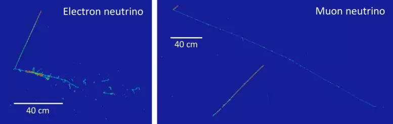 ICARUS Neutrino Detector