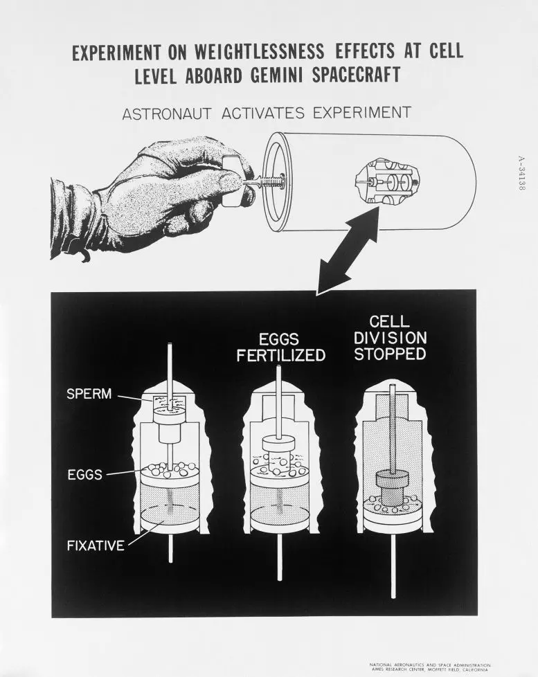 Gemeni III Sea Urchin Cell Division Experiment