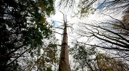 যুক্তরাজ্যের 90 মিলিয়ন ছাই গাছ নিশ্চিহ্ন হয়ে যাওয়ার সম্ভাবনা রয়েছে 6125_1