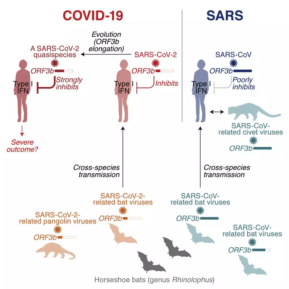 S-a identificat un factor viral care afectează răspunsul imun la pacienții cu COVID-19