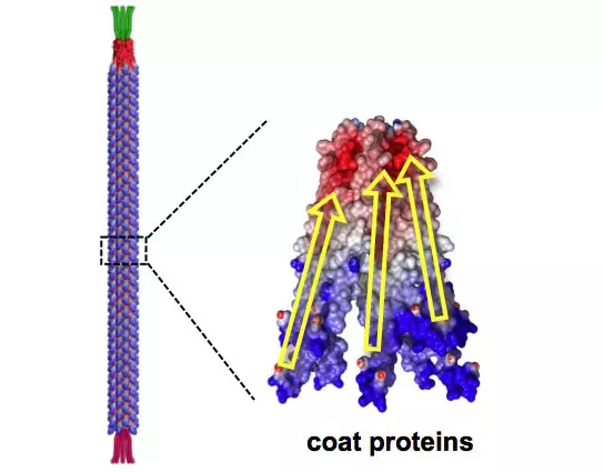 M13 bacteriophage