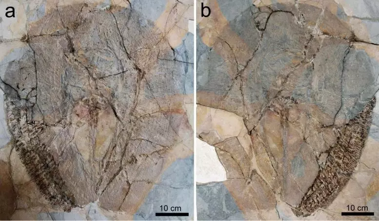 Fossili ta' Lessiniabatis Aenigmatica