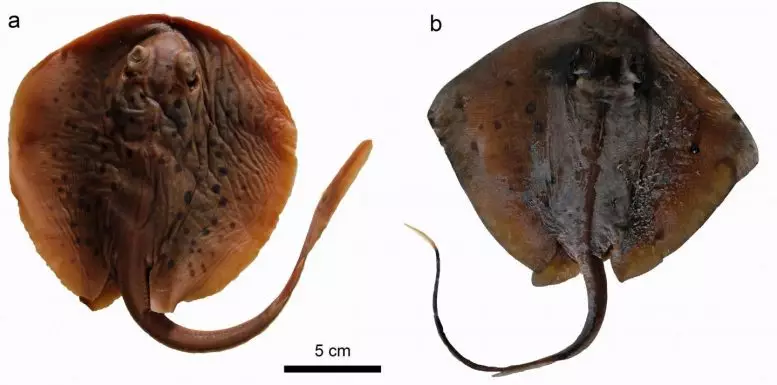 Ama-Stingrays Aphilayo