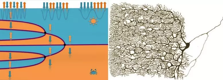 Barium Titanate ຢູ່ຂອບຂອງ Chaos ເມື່ອທຽບກັບ Pyramidal Neurons