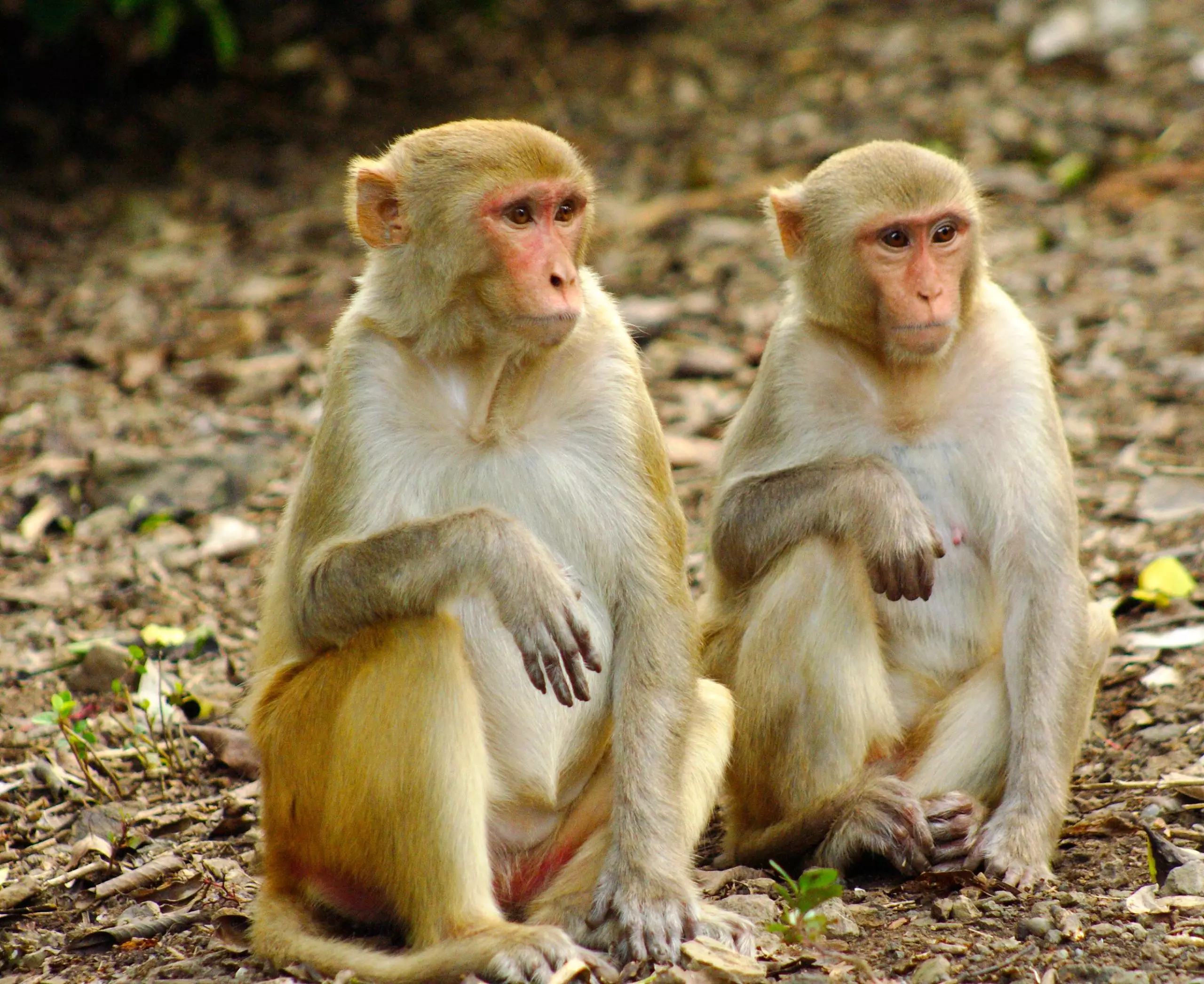 Njikọ dị n'etiti ndụ ọha na eze na nhazi ụbụrụ achọpụtara na Rhesus Macaques