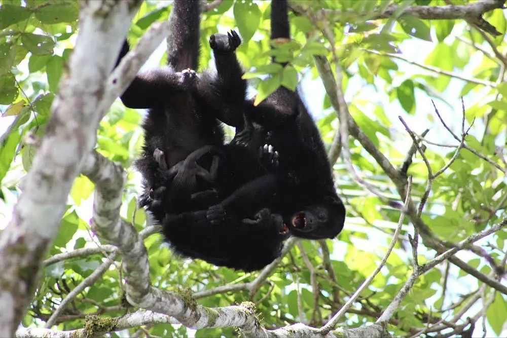 Macacos brincam para evitar conflitos e reduzir a tensão do grupo