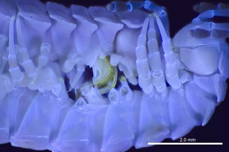 Milllipede Mating Pair