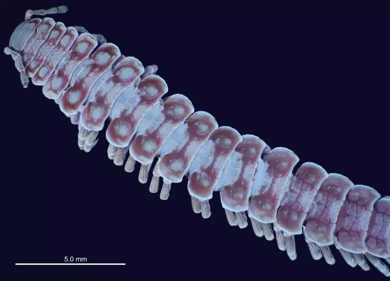 Millipede Karkashin Hasken Baƙar fata