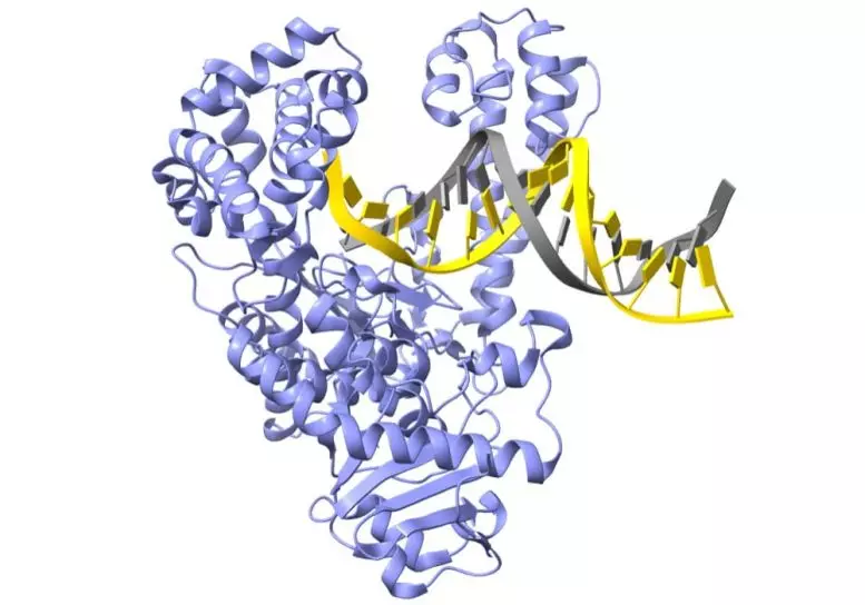 Taq Enzyme i öppen konfiguration