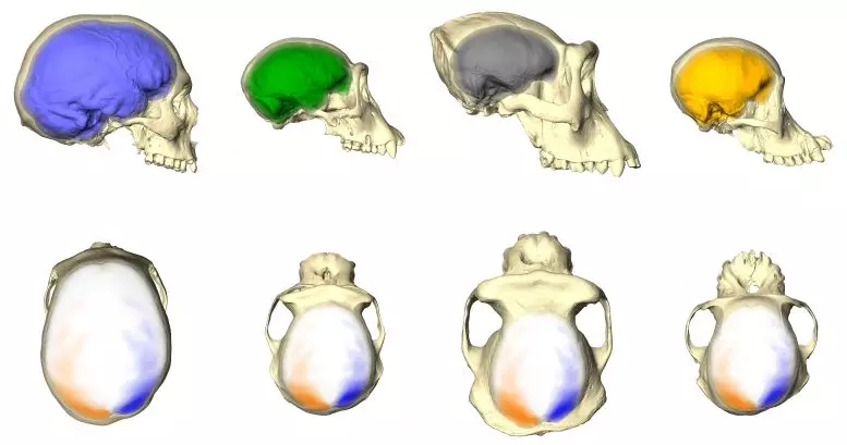 Endocasts Dynol, Tsimpansî, Gorilla ac Orangwtan