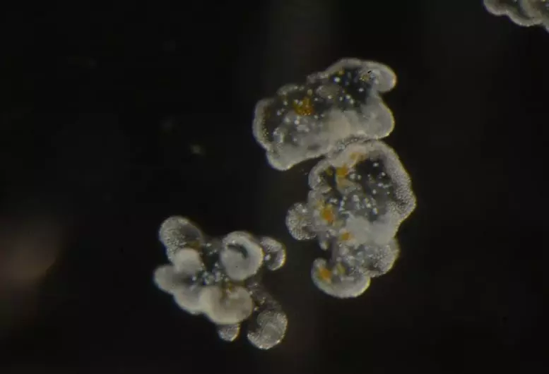 Cassiosomen unter dem Mikroskop
