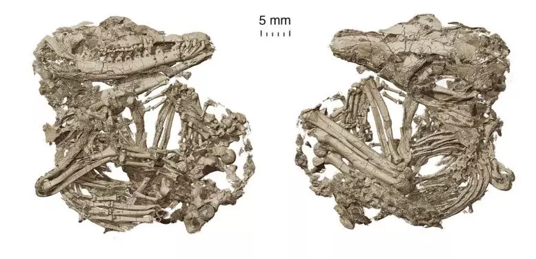 Holotype Origolestes lii