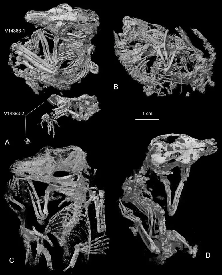 CT Rendered Origolestes Lii Specimens