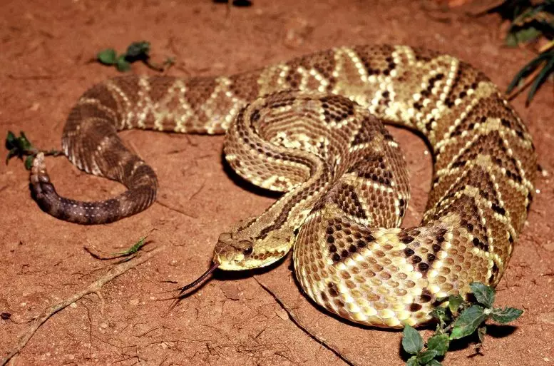 Crotalus Durissus Rattlesnake