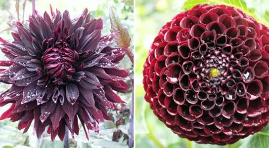 Heerarka sare ee Anthocyanins waxay siinayaan Dahlias Madow Midabkooda 6989_1