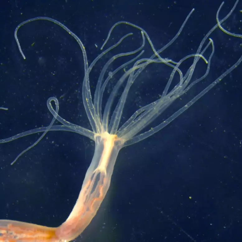 Sea Anemones Fetusa'i La La'ua Venom e Fa'afeiloa'i Tulaga Suiga