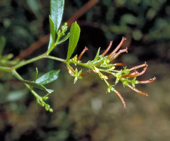 Ukutshintsha kweMozulu Kuchaphazela iSithi sase-Australia 7327_2