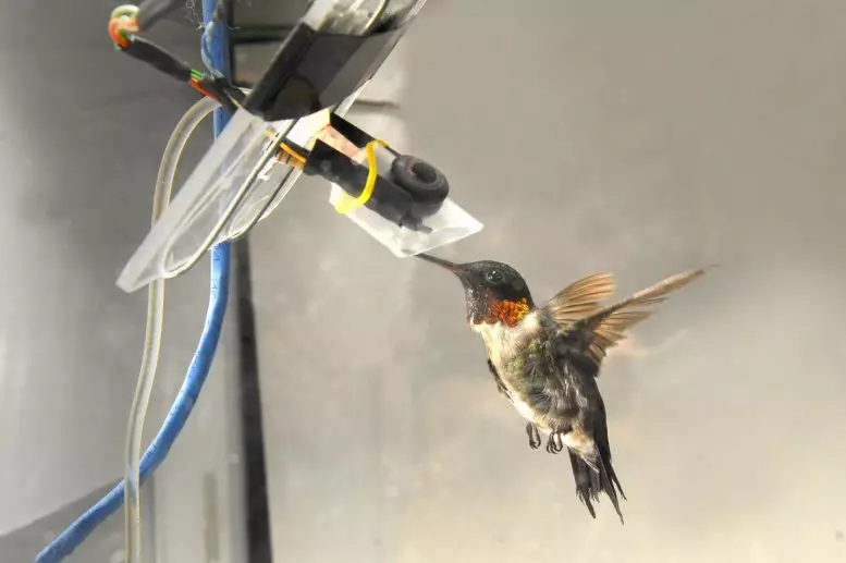 Os colibrís máis grandes mostran unha mellor eficiencia mecanoquímica