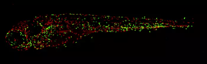 Macrophages da Neutrophils Zebrafish