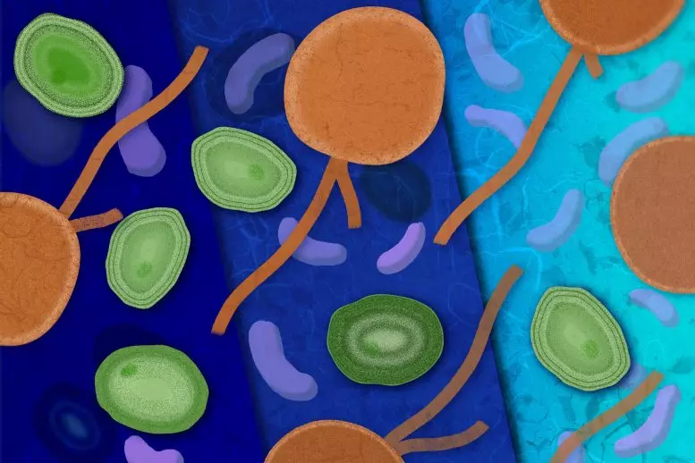 Prochlorococcus Microbe