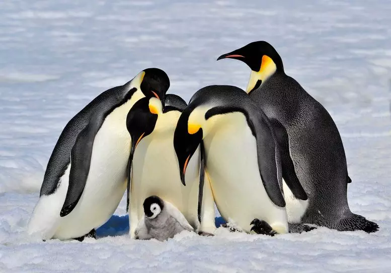 Pinguins imperadores com pintinho