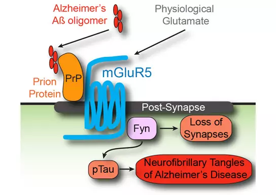 Alzheimerraren esteka falta aurkitu da