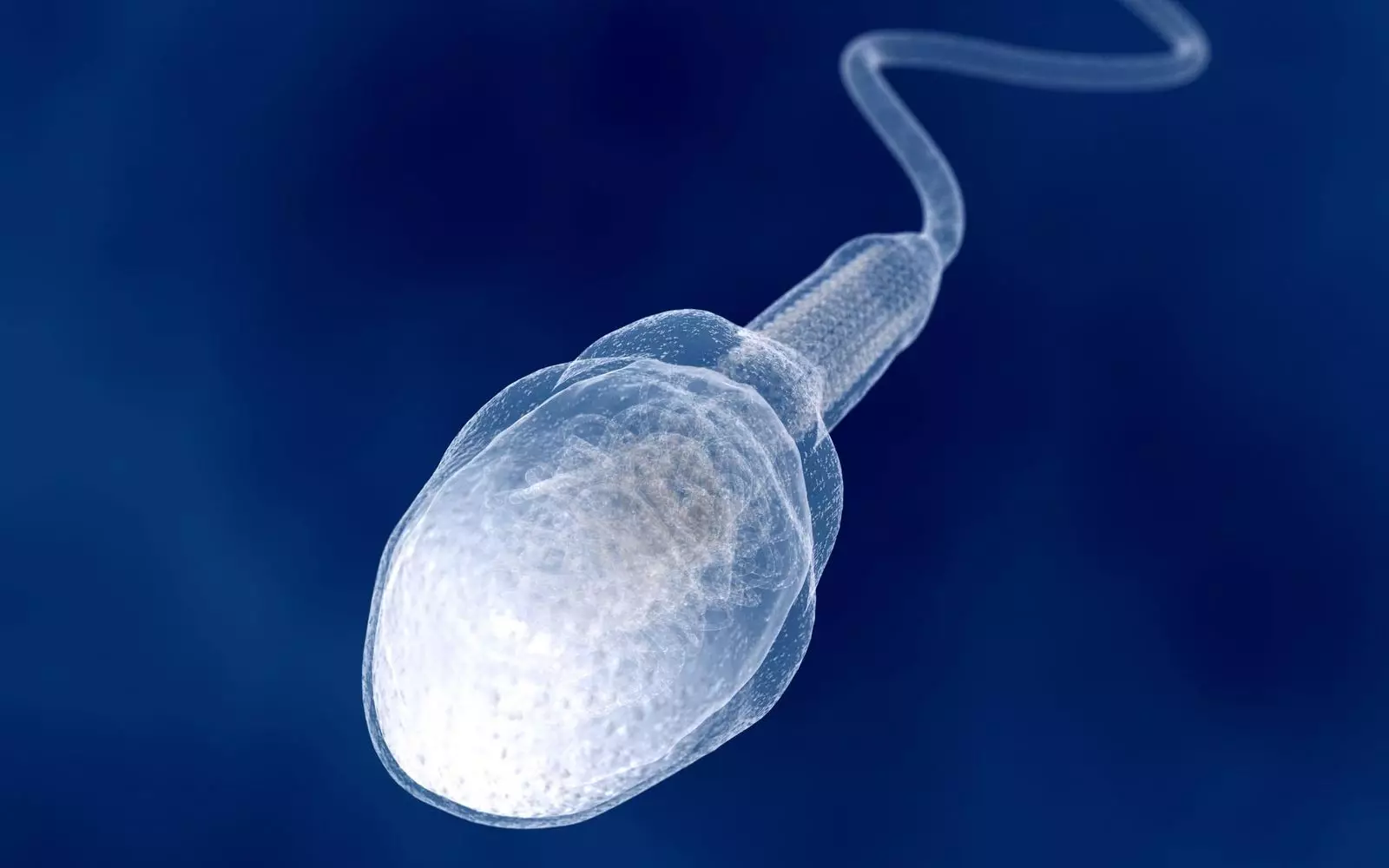 Hoe ontwikkel genome tussen spesies? Die sleutelrol van 3D-struktuur in spermselle