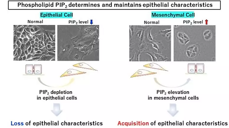 Fospholipid PIP2