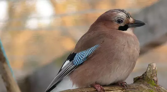 Eurasian Jays Paub Thaum Lwm Tus Mloog 7695_1