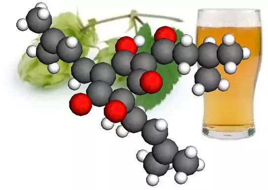 Os compostos amargos da cervexa poden dar lugar a novos tratamentos para a diabetes e outras enfermidades 7696_1