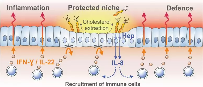 Helicobacter genera un punt cec del sistema immunitari
