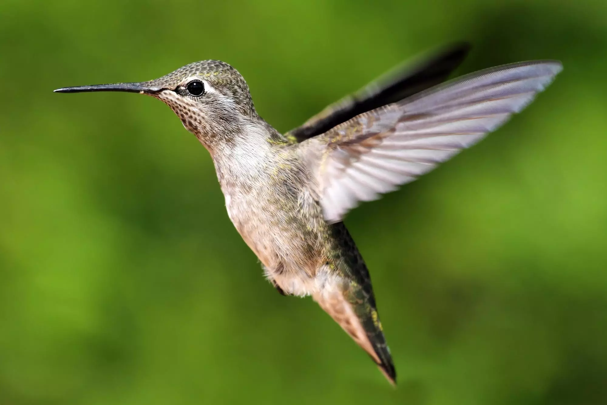 Hummingbirds tuaj yeem tawm tsam mus rau qhov nce toj ntxiv kom zam kev hloov pauv huab cua