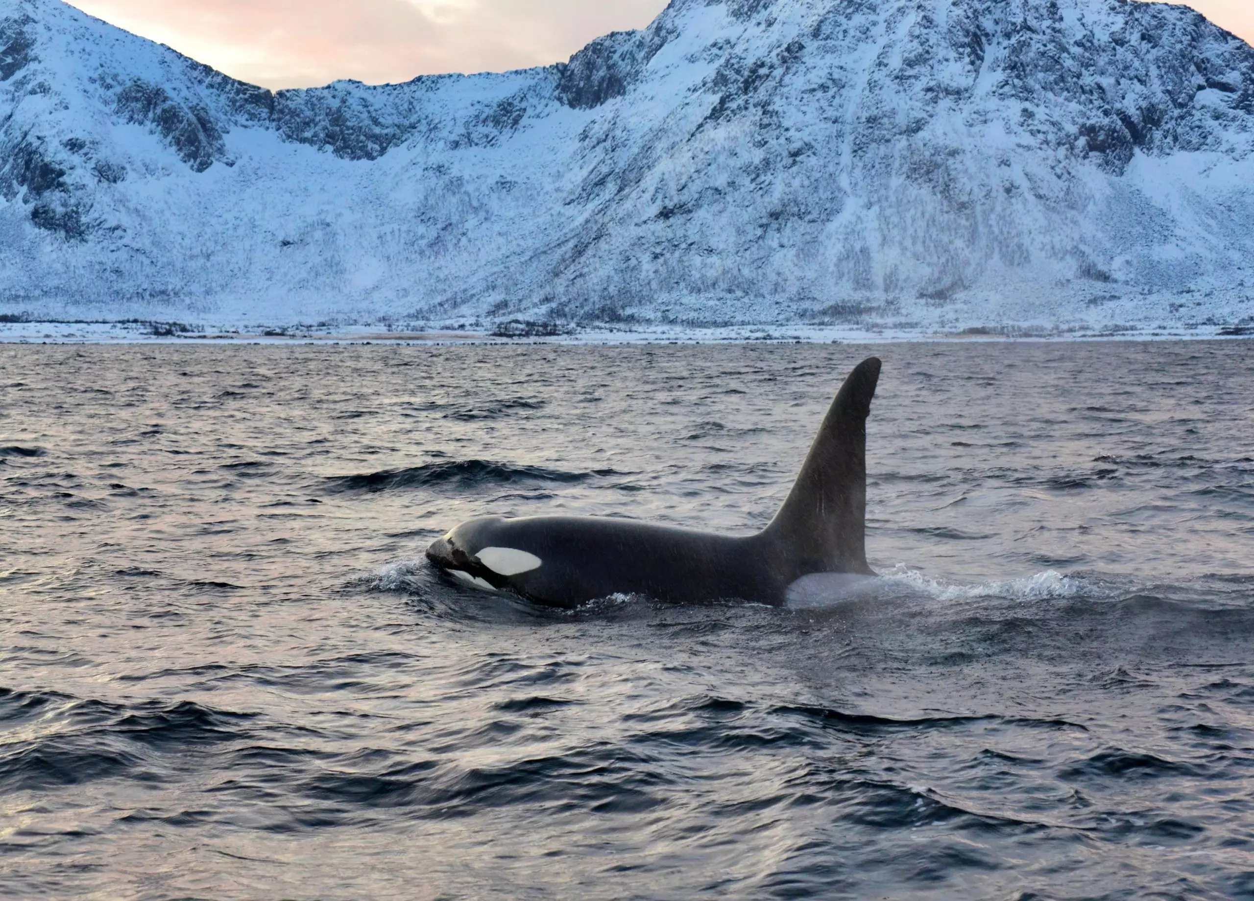 Ang mga Populasyon sa Killer Whale Nag-atake sa Arctic - Pag-abli sa mga Sekreto Gikan sa Ilang Blubber