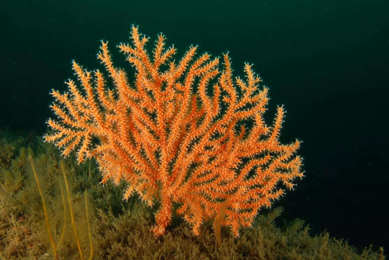 Ang Iconic British Corals Gitagna nga Mahimong Mabakod sa Pagbag-o sa Klima