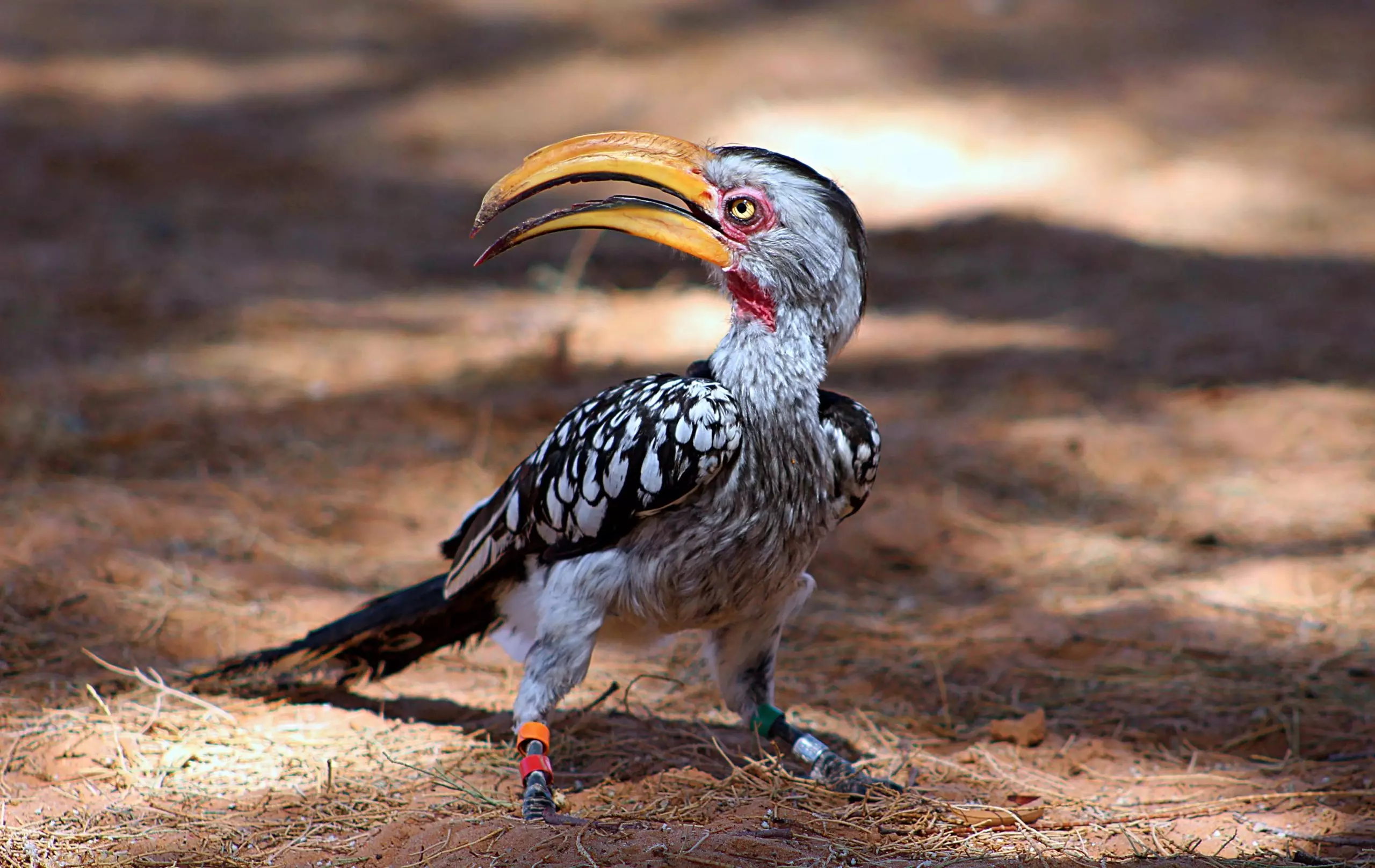 Crise climática está levando primos de Zazu, do Rei Leão, à extinção local