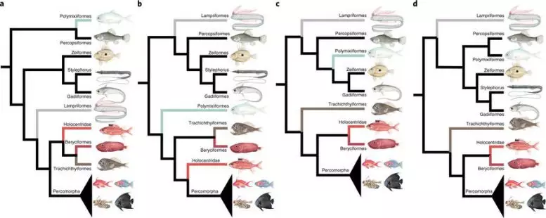 Kretase-Paleojen Sınırında Deniz Balıklarının Patlayıcı Çeşitlendirilmesi