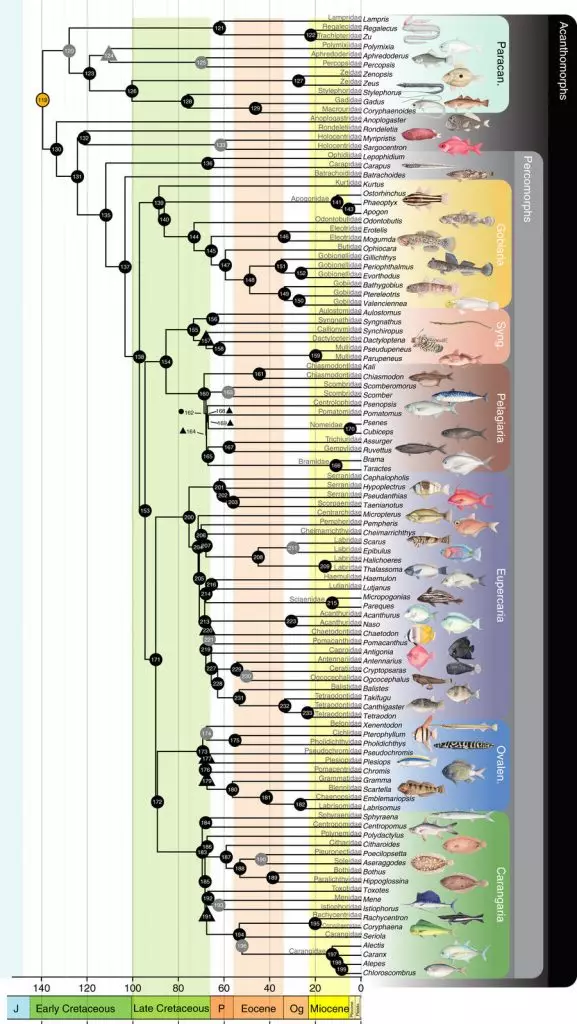 Ihe mgbawa dị iche iche nke azụ mmiri mmiri na njedebe nke Cretaceous