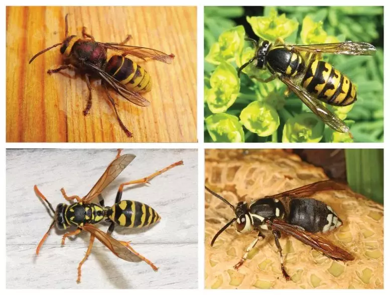 Vier Wespen- und Hornissenarten