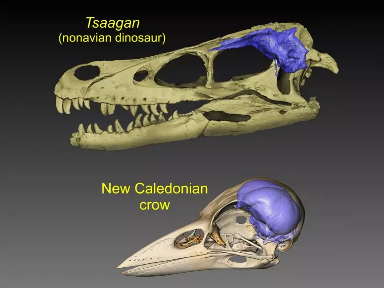 Otak Burung vs. Otak Dinosaurus