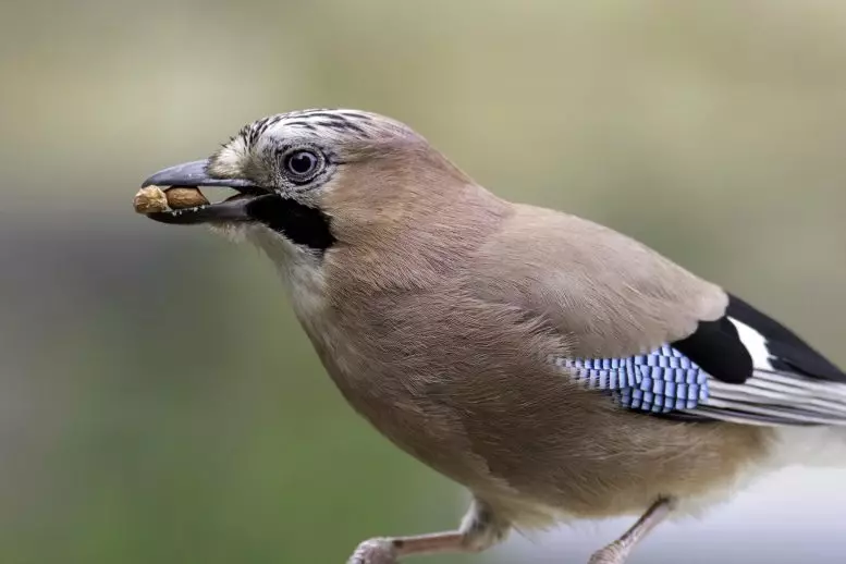 યુરેશિયન જય