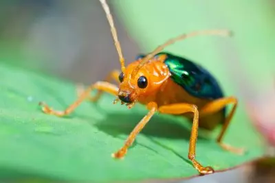 Bombardier Beetle Brachinus alternans