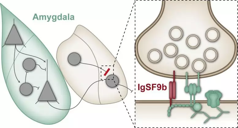 Proteîna Synaptic Tevgera Xemgîniyê Rêz dike