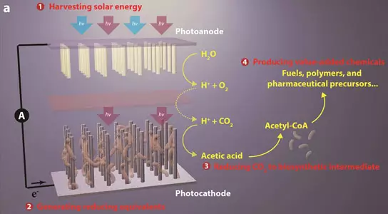 Raziskovalci izvajajo zeleno kemijo na sončno energijo z zajetim CO2