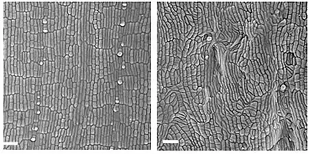 Sela epidermis katsaka