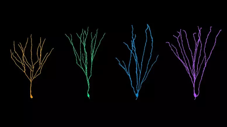 Reconstructions de neurones nés à l'âge adulte