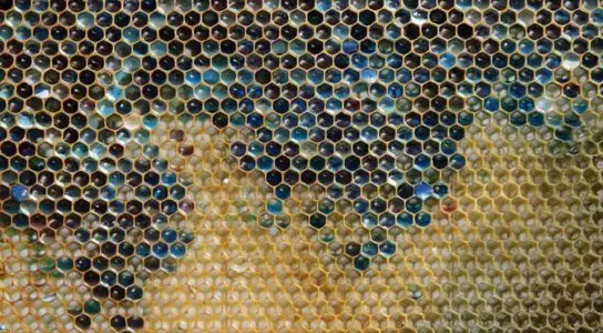 Abeilles françaises produisant du miel bleu et vert en raison d'une préférence gustative inhabituelle 8187_1