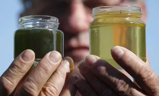 Abeilles françaises produisant du miel bleu et vert en raison d'une préférence gustative inhabituelle 8187_3