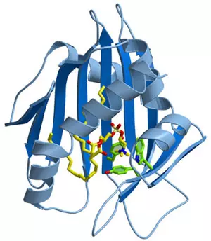 Titun Ṣawari Molecule Kekere Ṣe alekun Ififunni insulini