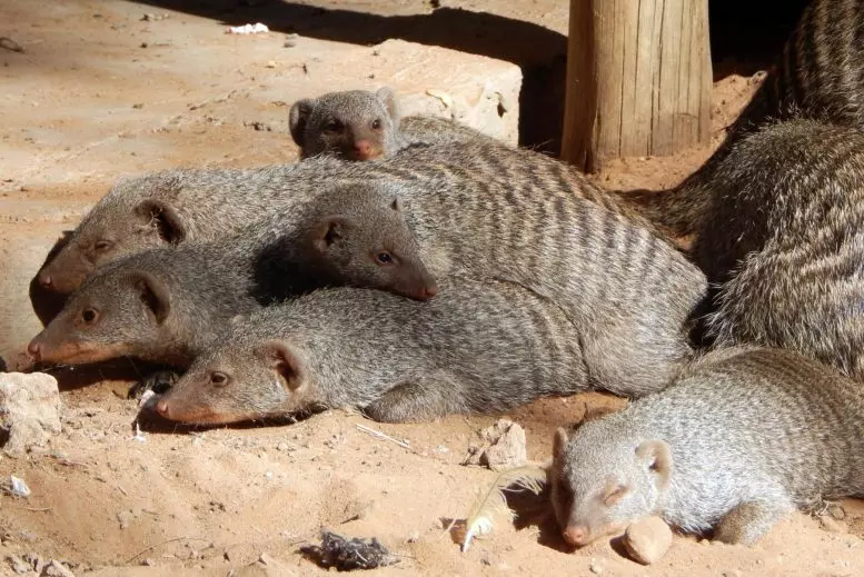 Banded nga Mongoose