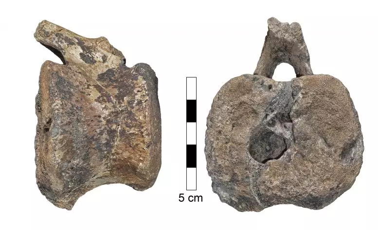 Vertebra di adrosauro